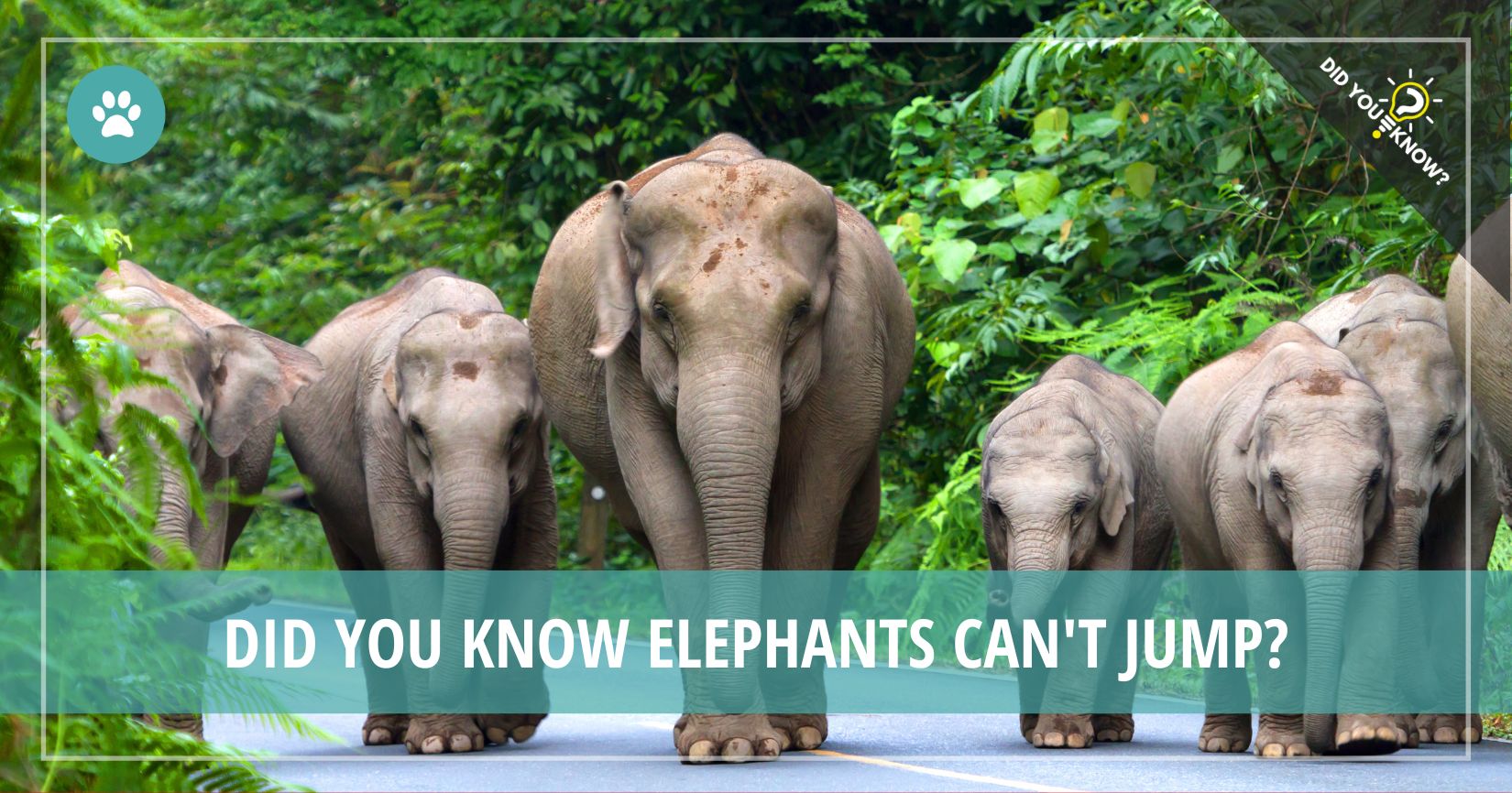 The Only Mammals on Earth That Cannot Jump - Did You Know?