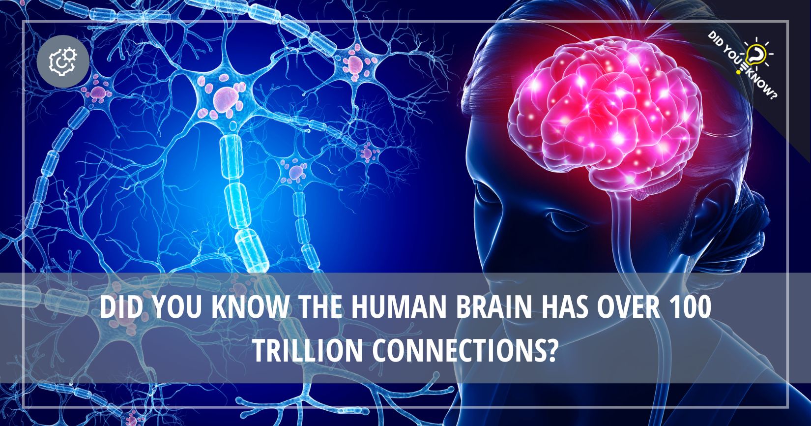 The Human Brain and Over 100 Trillion Connections - Did You Know?