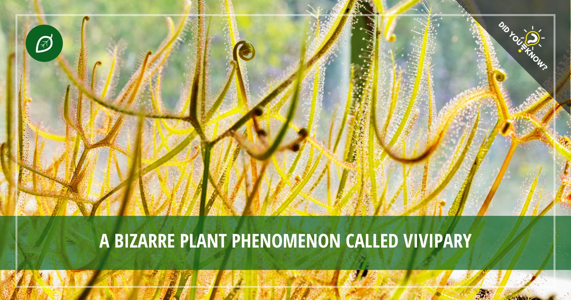 Carnivorous Plants in Pack Hunting - Did You Know?