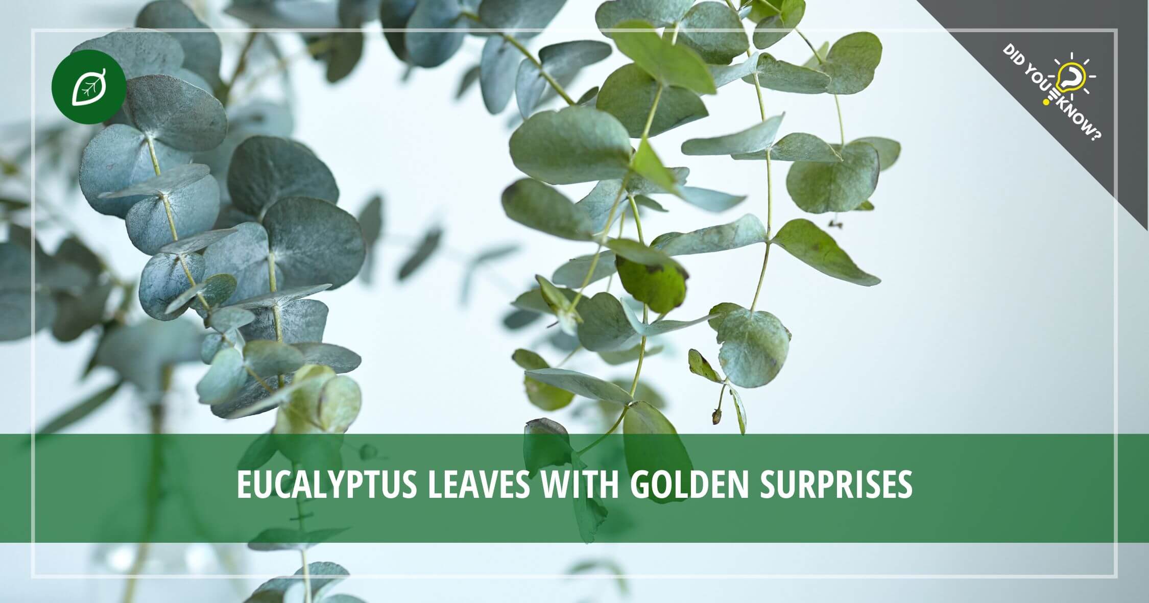 The Surprising Secret of Eucalyptus Trees - Did You Know?