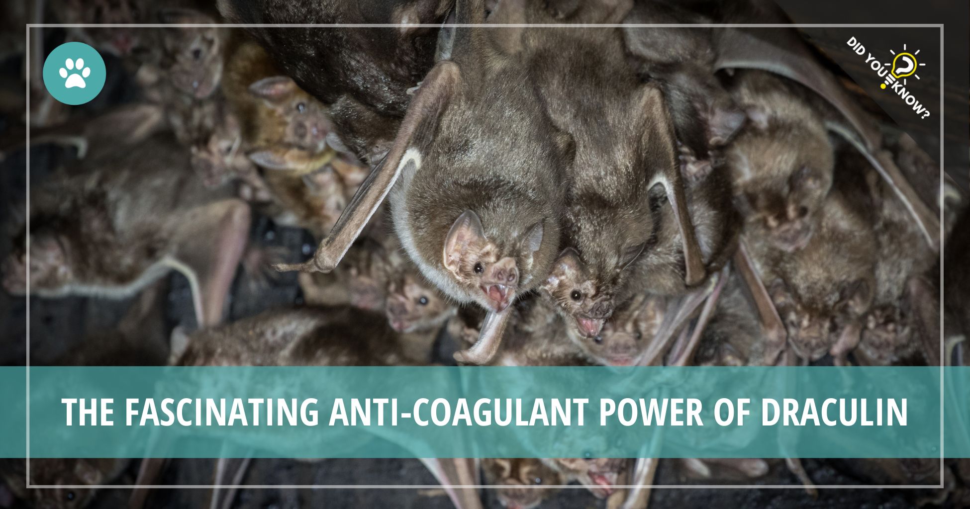 Vampire Bat Saliva Contains ‘Draculin’ That Prevents Clotting - Did You ...